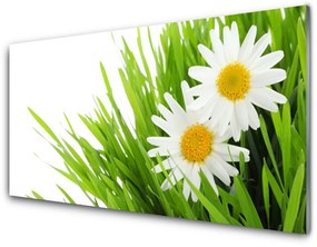 Obraz na skle Sedmikráska Květ Příroda 120x60 cm