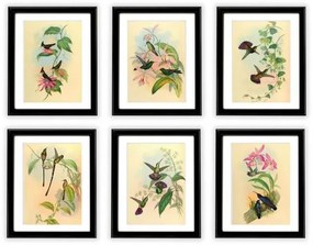 Úplná sada Kouzelní kolibříci - 6 obrázků na zeď