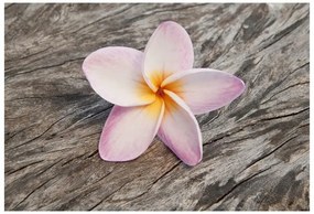 Fototapeta Frangipani Wood 104x70