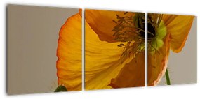 Žlutá květina - obraz