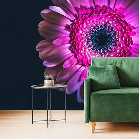 Tapeta krásná purpurová gerbera - 450x300 cm