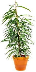 Pokojová rostlina Ficus bin. Alii - výška 130 cm, průměr 27 cm