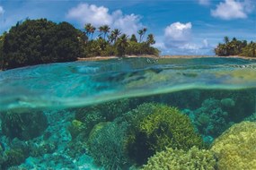 Fototapeta Coral Reef 150 x 100 cm