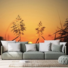 Fototapeta stébla trávy při západu slunce - 150x100 cm