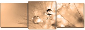 Obraz na plátně - Dandelion z kapkami rosy- panoráma 5262FD (90x30 cm)