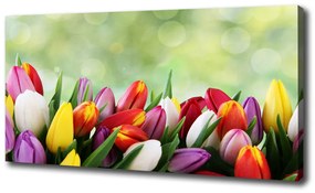 Wallmuralia Moderní obraz canvas na rámu Barevné tulipány 100x50