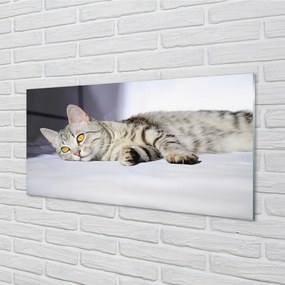 Obraz na skle ležící kočka 100x50 cm