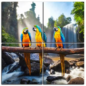 Obraz na plátně - Modro žluté Macaw - čtverec 3232E (100x100 cm)