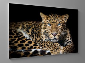 Liox Obraz leopard Rozměr: 100 x 65 cm