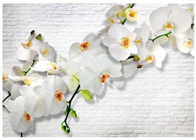 Fototapeta - Bílá orchidej II 400x280 + zdarma lepidlo