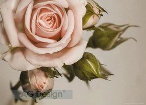 AG Design Jednodílná vliesová fototapeta Růžová růže FTN m 2620 rozměr 155x110cm