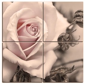Obraz na plátně - Růže a uschlé rostliny - čtverec 3225FE (100x100 cm)