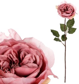 Růže anglická, světle růžová barva UKK352 LT PINK