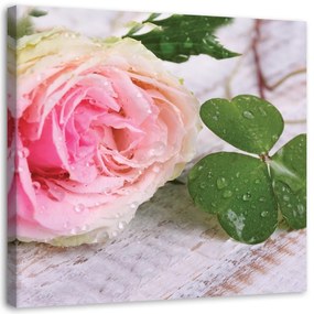 Obraz na plátně Růžová růže Květina Příroda - 60x60 cm