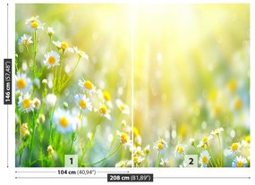 Fototapeta Heřmánek květiny 104x70