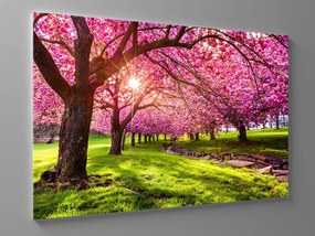 Liox Obraz rozkvetlá třešeň Rozměr: 100 x 65 cm