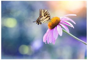 Fototapeta Echinacea Butterfly 104x70