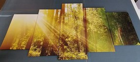 5-dílný obraz sluneční paprsky v lese Varianta: 100x50