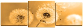 Obraz na plátně - Pampeliška v ranním slunci - panoráma 5214FD (150x50 cm)
