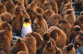 Umělecká fotografie Adult king penguin  surrounded by, Art Wolfe, (40 x 26.7 cm)