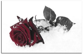 Obraz na plátně -  Růže na sněhu 1103FA (120x80 cm)