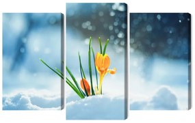 Vícedílný obraz Žluté Krokusy Prorážejí Sněhem Nedostatek Nedostatek Plátno Canvas 180x120