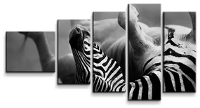 Sablio Obraz - 5-dílný Válející se zebra - 100x60 cm