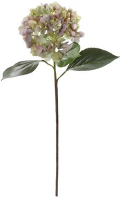 Hortenzie fialovo-zelená, 70 cm