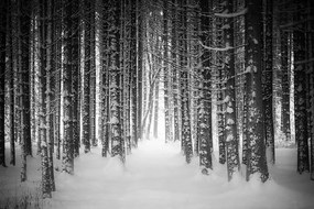 Samolepící fototapeta černobílý les zahalený sněhem - 225x150 cm