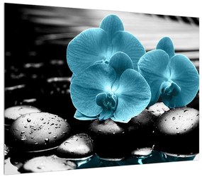 Obraz modrých květů orchideje (70x50 cm)