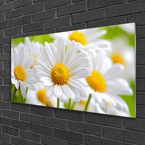 Obraz na skle Sedmikrásky Rostlina Příroda 140x70 cm