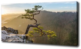 Wallmuralia Foto obraz na plátně Sokolice Pieniny 100x50