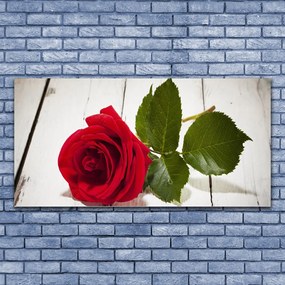 Plexisklo-obraz Růže Květ Rostlina 120x60 cm