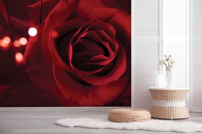 Malvis ® Tapeta Růže detail Vel. (šířka x výška): 360 x 260 cm