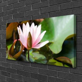 Obraz na plátně Květ Rostlina Příroda 120x60 cm
