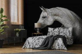 Fototapeta - Bílý kůň (152,5x104 cm)