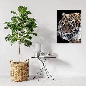 Gario Obraz na plátně Tygr na černém pozadí Rozměry: 40 x 60 cm