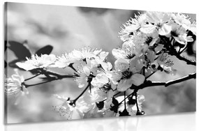 Obraz třešňový květ v černobílém provedení Varianta: 60x40