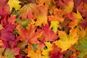 Fototapeta listy podzimu - 150x100 cm