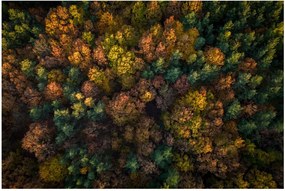 Vojta Herout | Nothing But A Forest Rám: Černý, Velikost: 70 x 100 cm