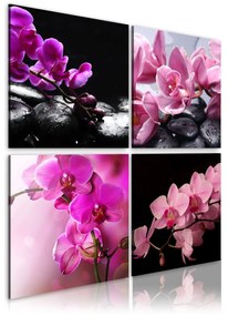 Obraz - Orchids more beautiful than ever
