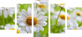 5-dílný obraz jarní louka plná květin Varianta: 100x50