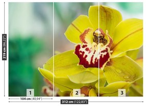 Fototapeta Žlutá orchidej 104x70