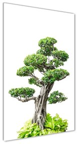 Wallmuralia Vertikální Foto obraz sklo tvrzené Bonsai 50x100