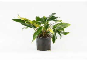 Rataj Anubias matečný (20-40 cm) x (15-30 cm)
