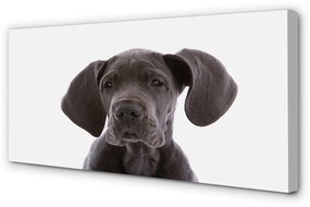 Obrazy na plátně hnědý pes 125x50 cm