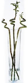 Váza na květiny, elegantní skleněné nádobí jednoduché formy