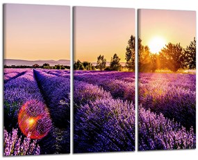 Obraz na plátně Pole v Provence 3038BX