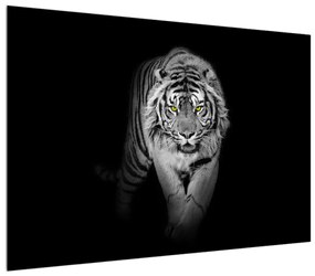 Černobílý obraz tygra (100x70 cm)