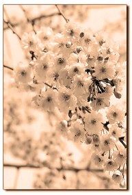Obraz na plátně - Třešňový květ - obdélník 7279FA (75x50 cm)